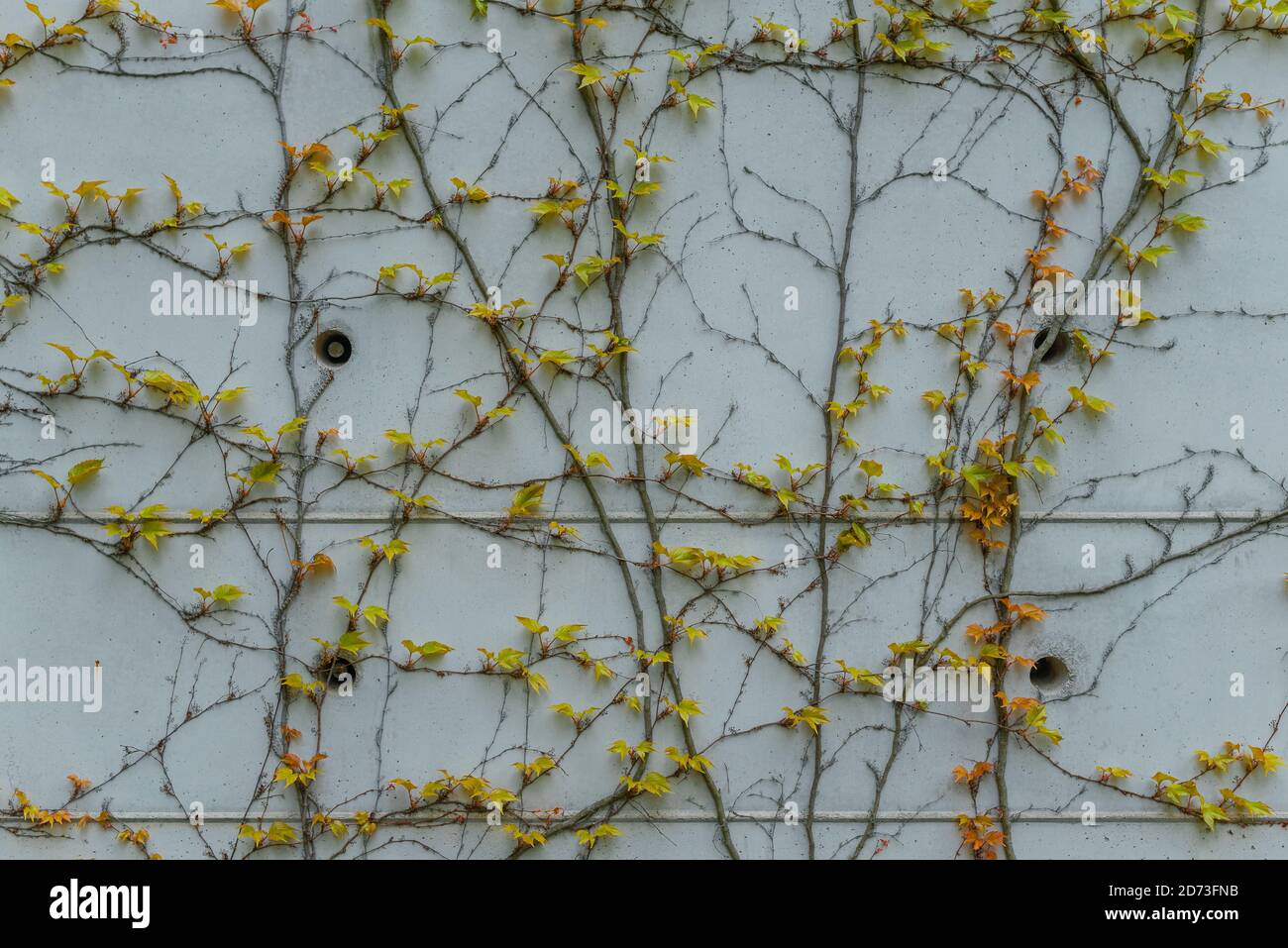 Concrete wall with a climbing plant, a vine plant on a concrete wall ...