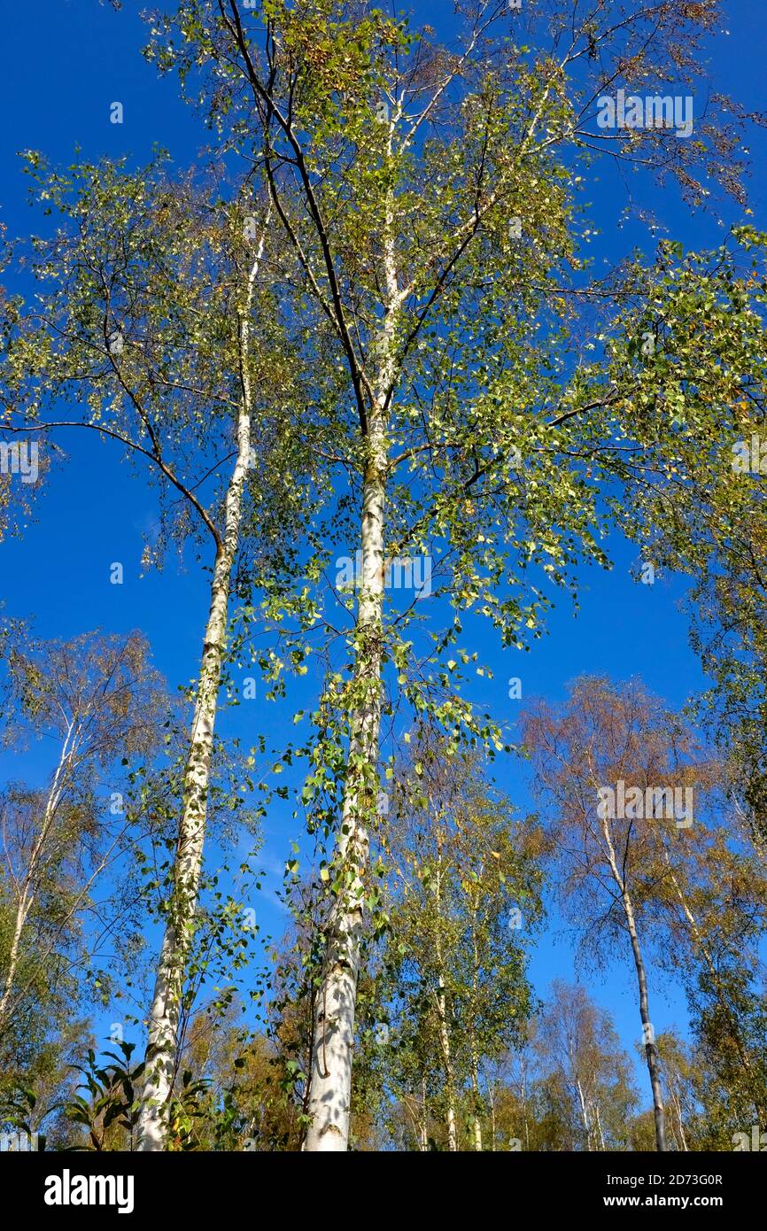 silver birch trees in blean woods nature reserve east kent uk october ...