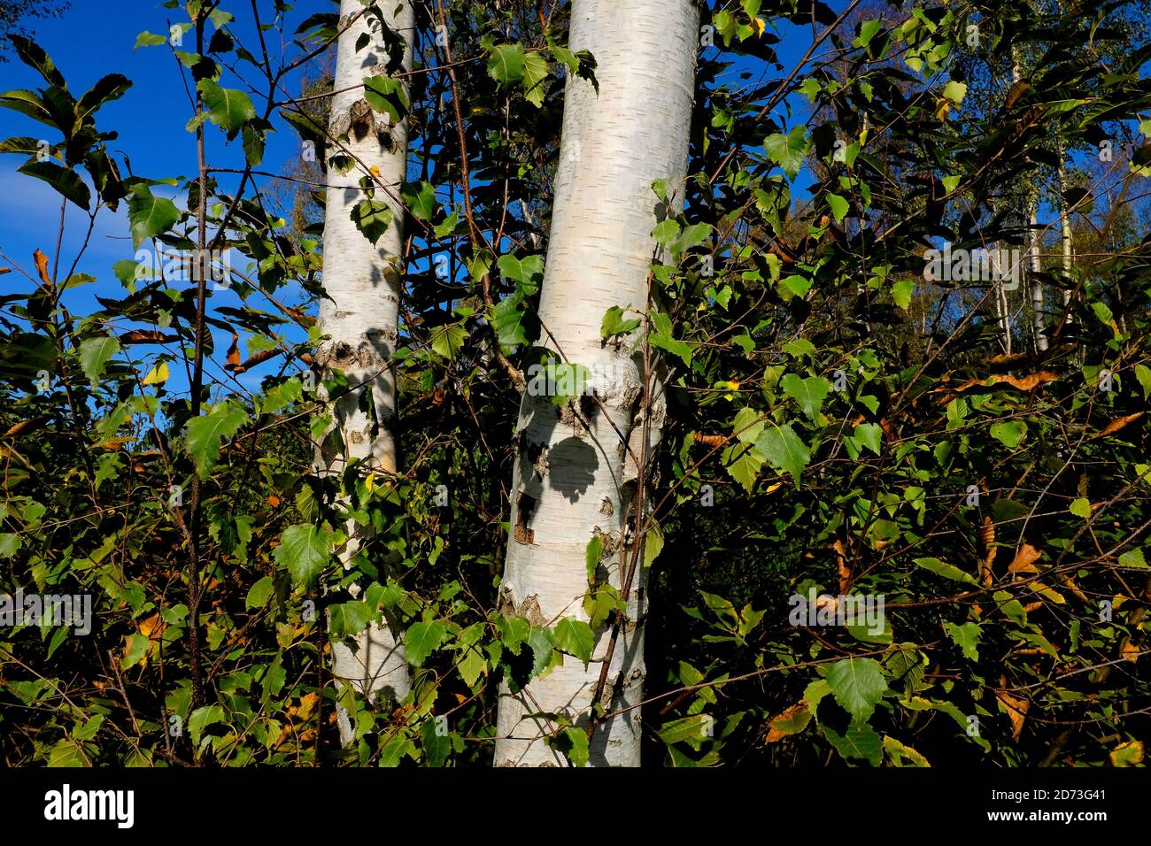 Birch rod hi-res stock photography and images - Alamy
