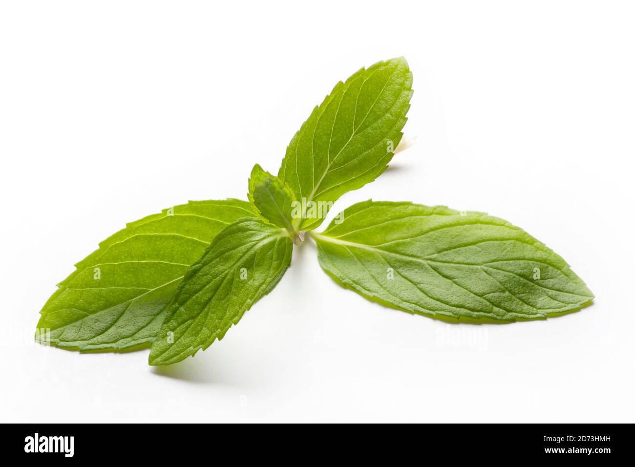 Fresh mint in closeup on a white background Stock Photo - Alamy