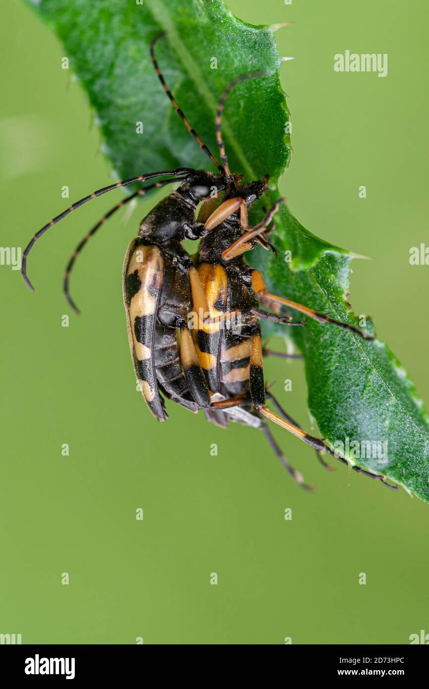 Black & Yellow Longhorn Beetle Rutpela maculata Stock Photo - Alamy