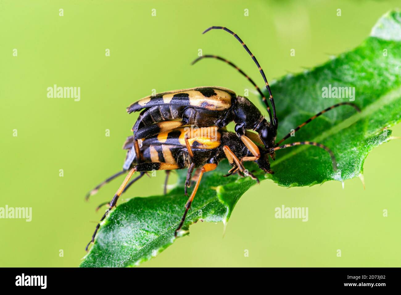 Black & Yellow Longhorn Beetle Rutpela maculata Stock Photo - Alamy
