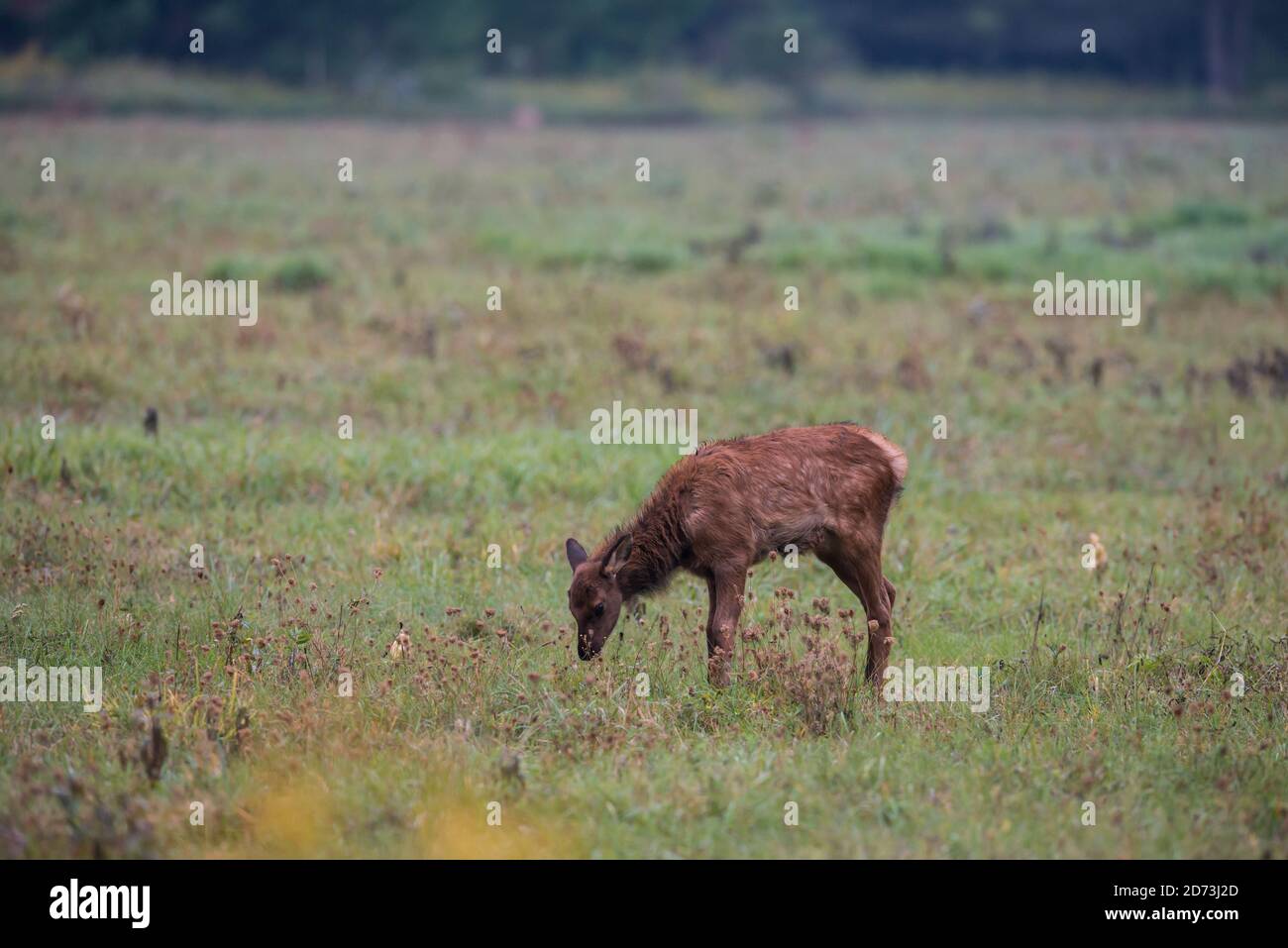 Calf season hi-res stock photography and images - Alamy
