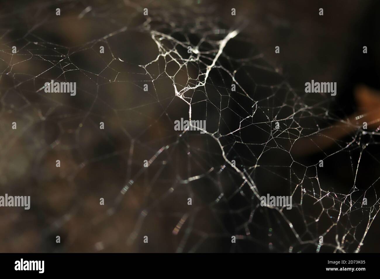 Spider web in nature. Nature background Stock Photo - Alamy