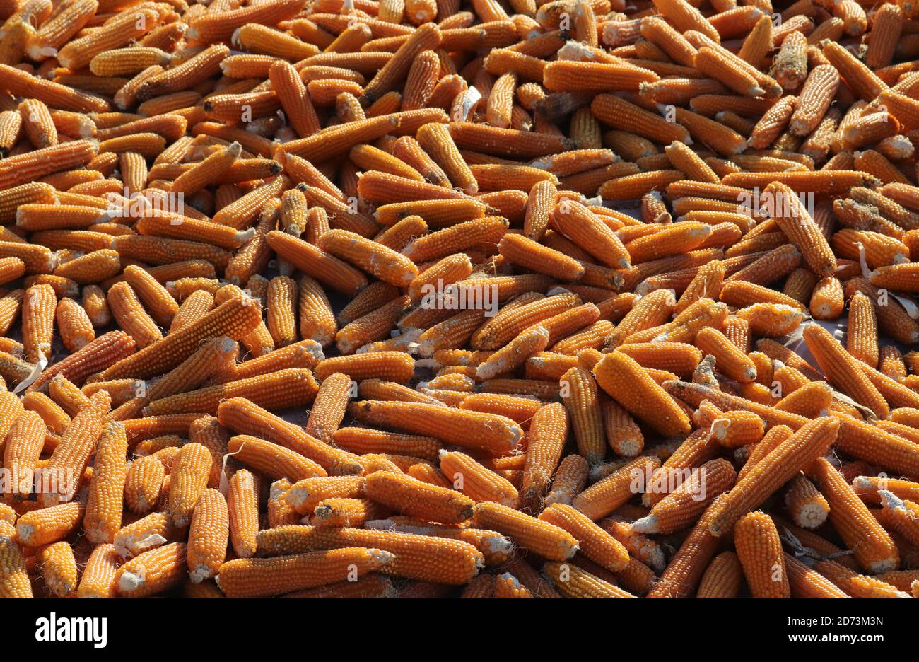 Dried corns for the winter. Corn background Stock Photo - Alamy
