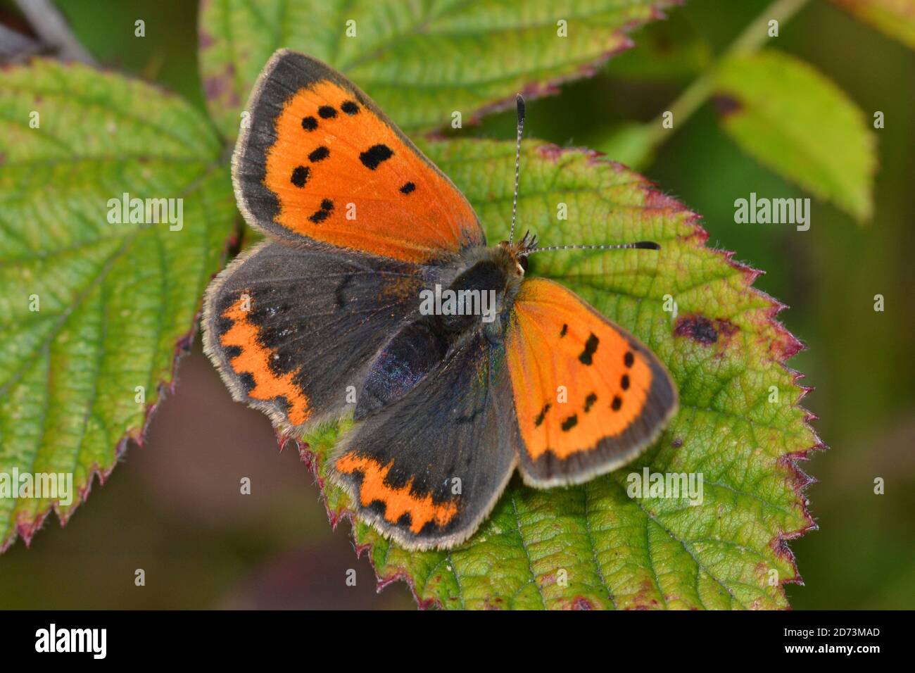 October butterfly uk hi-res stock photography and images - Alamy
