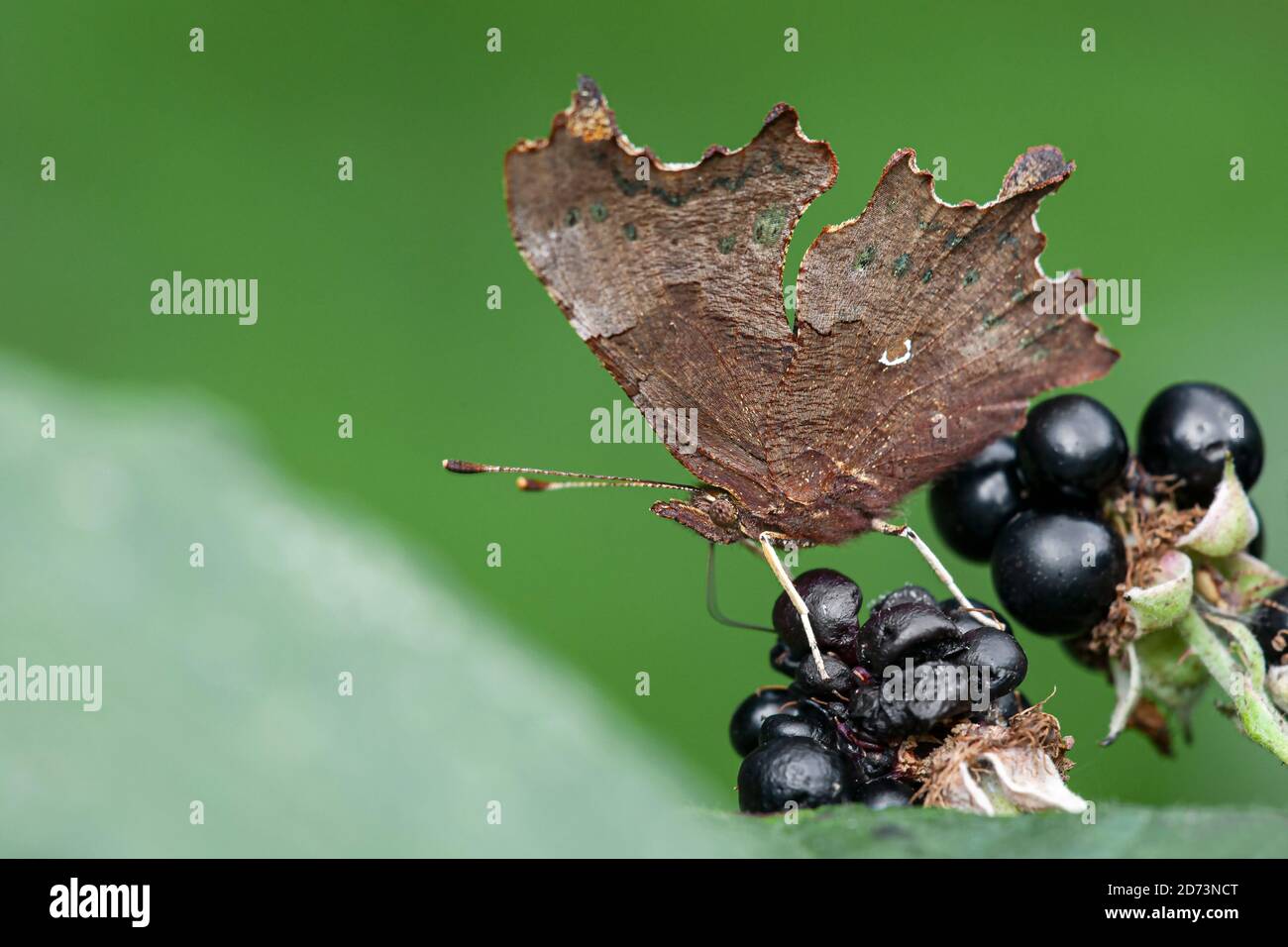 Underwing of comma butterfly hi-res stock photography and images - Alamy