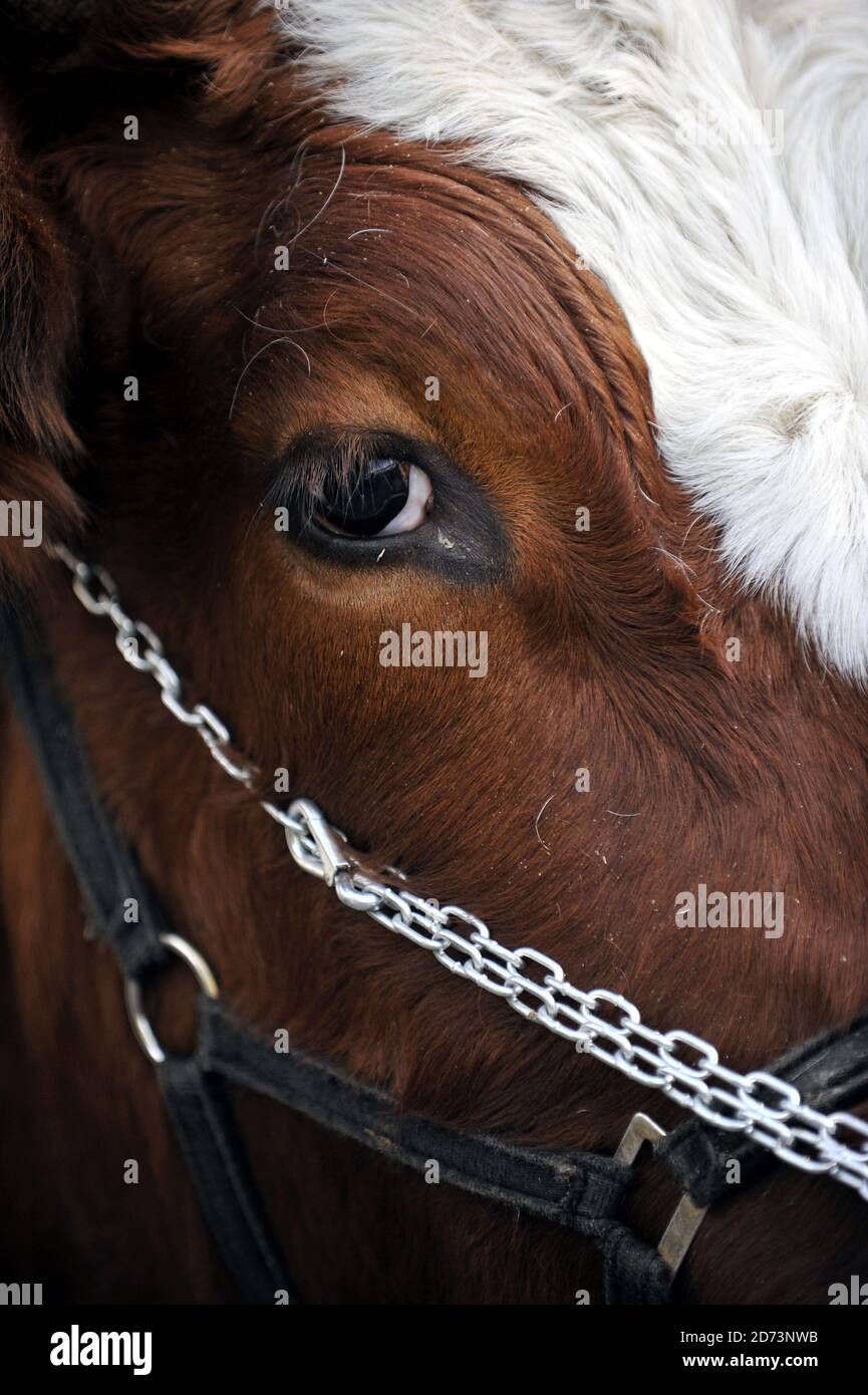 An ox photographed on the South Bank in central London, to promote Cows ...