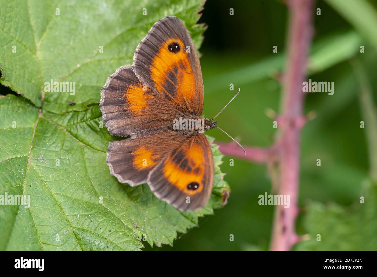 Gatekeeper Pyronia tithonus Stock Photo - Alamy