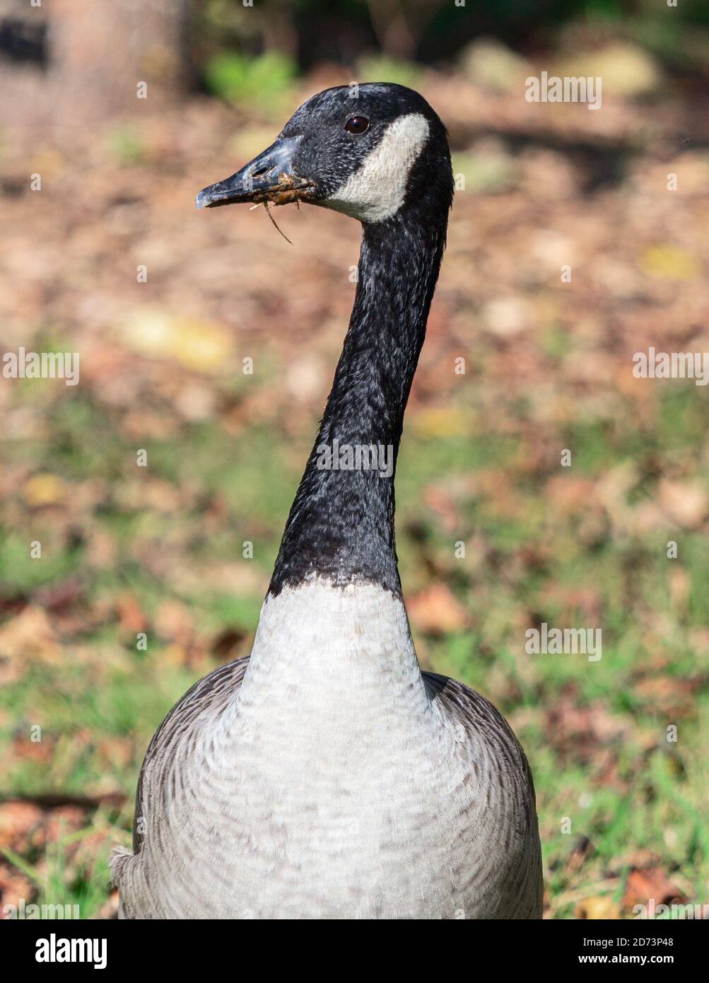 A Canada goose (Branta canadensis) looks around while eating, with ...