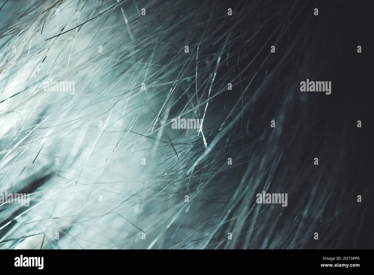 Network of fine fibers hi-res stock photography and images - Alamy