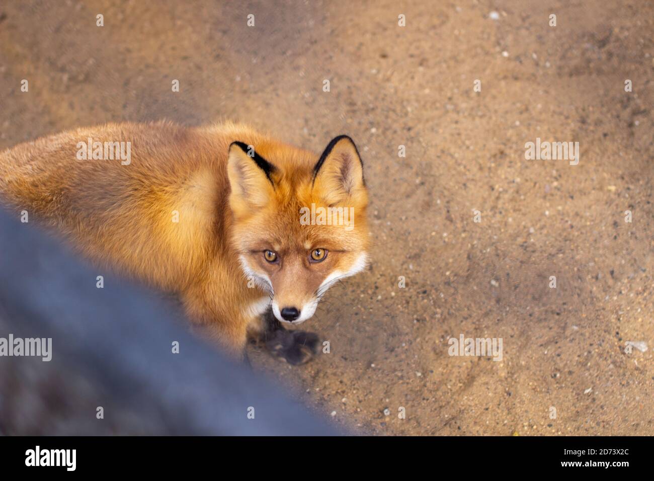 Red fox zoo hi-res stock photography and images - Alamy