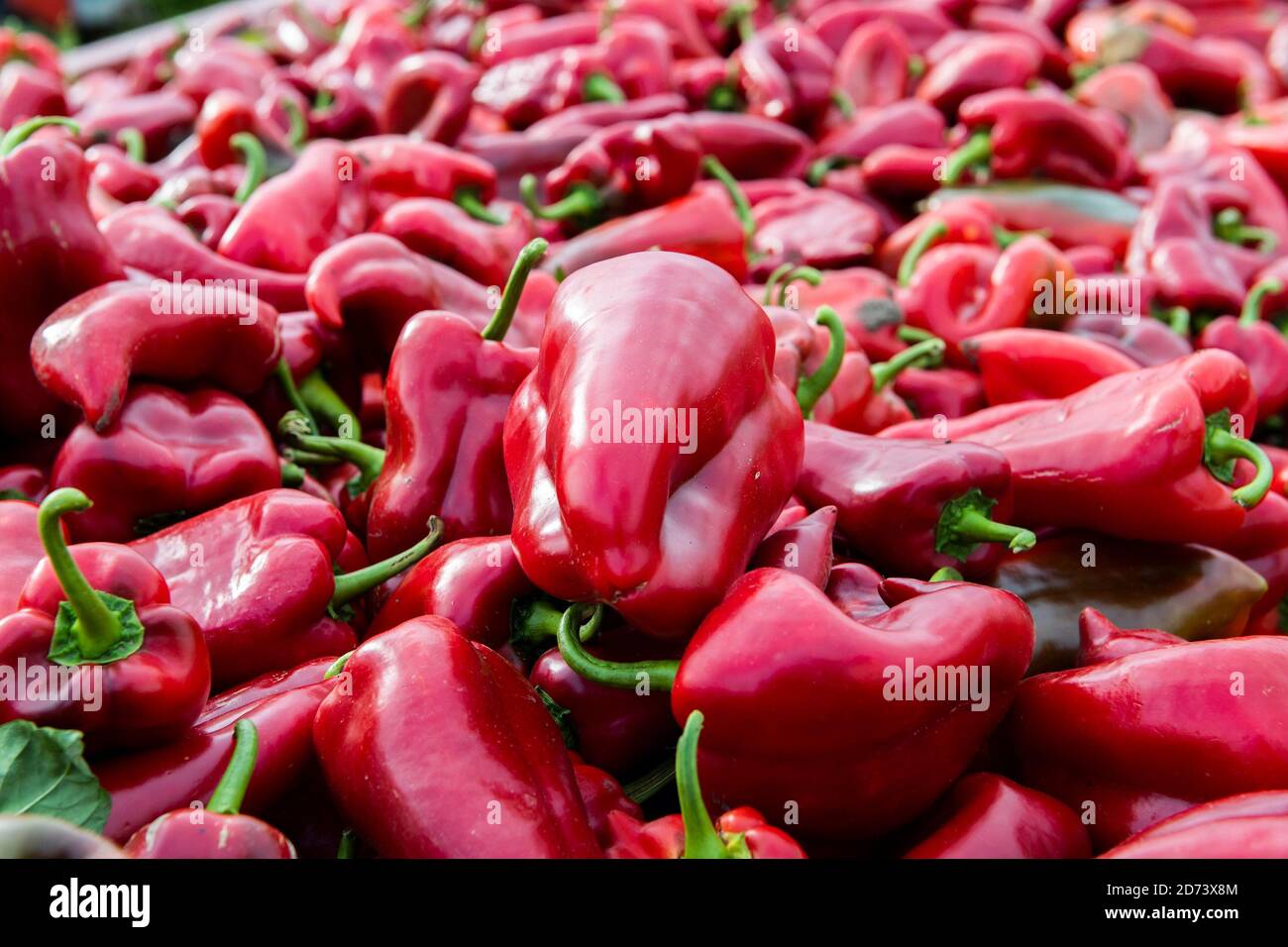 Seasonal harvest of red peppers in the countryside Stock Photo - Alamy