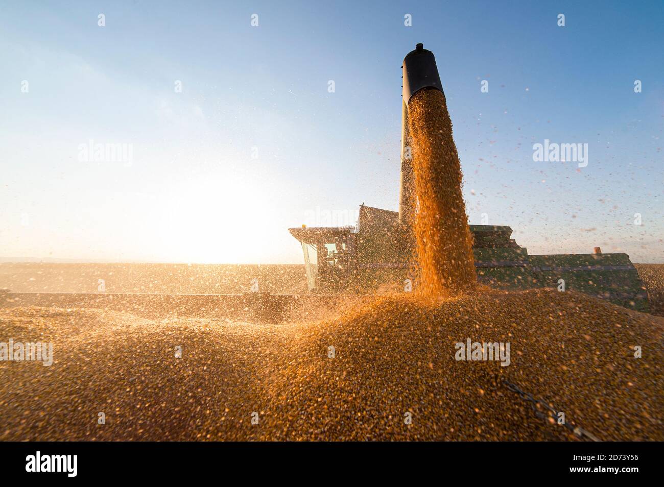 Grain auger of combine pouring corn into tractor trailer Stock Photo ...