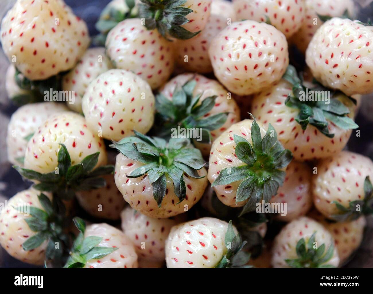 Pineberries, a cross between a strawberry and a pineapple, on display ...
