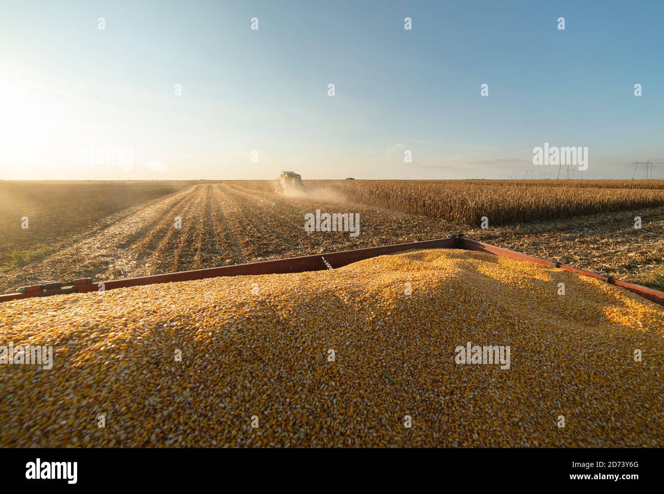 Corn field at dusk hi-res stock photography and images - Alamy