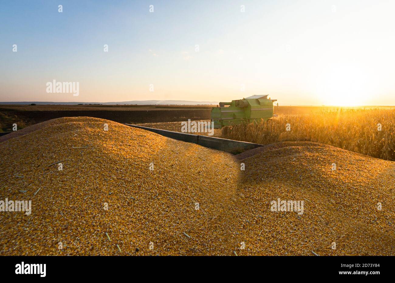 Maize land dusk hi-res stock photography and images - Alamy
