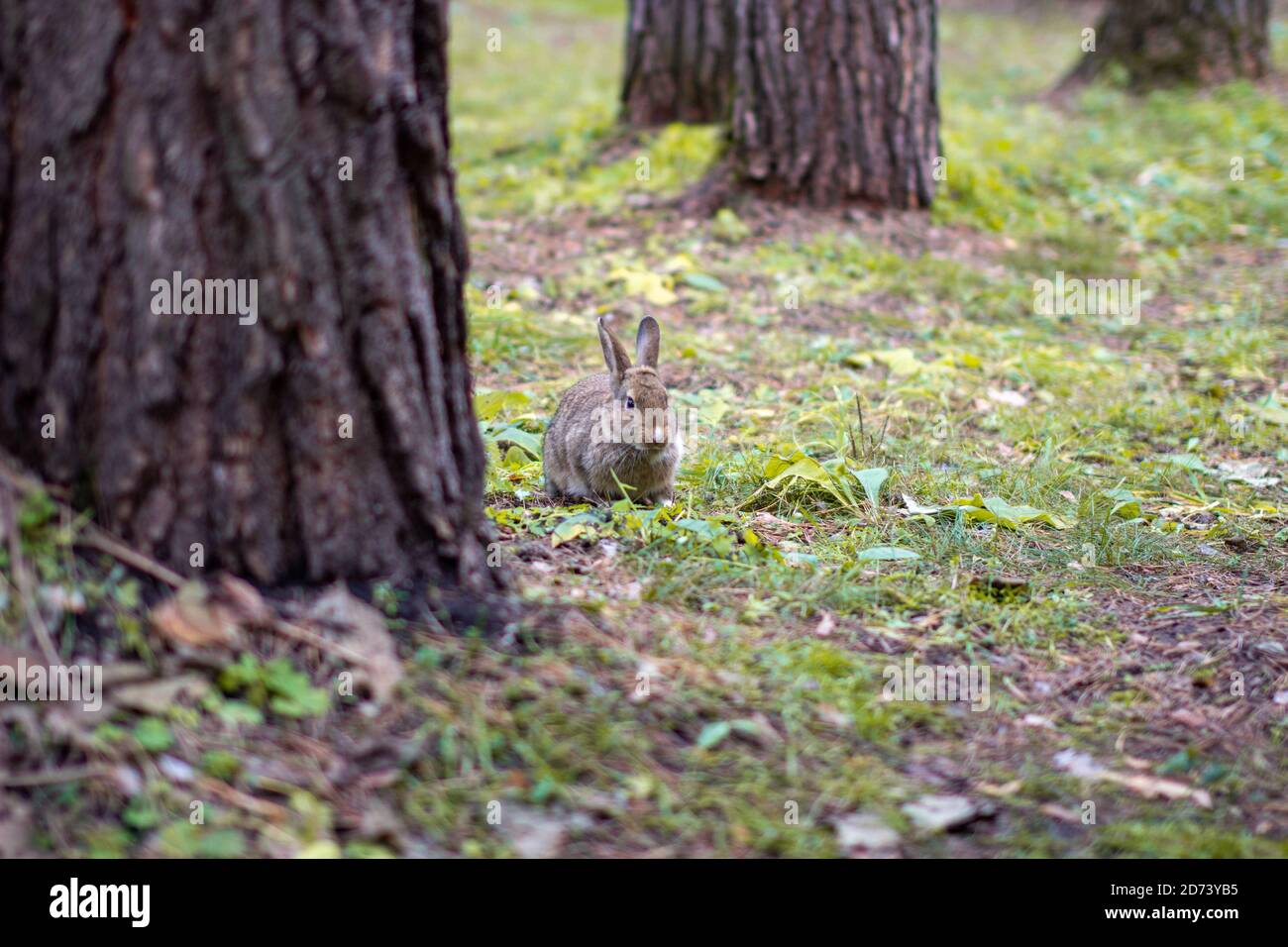 Beautiful rabbit runs in the forest and chews grass leaf and leaves ...