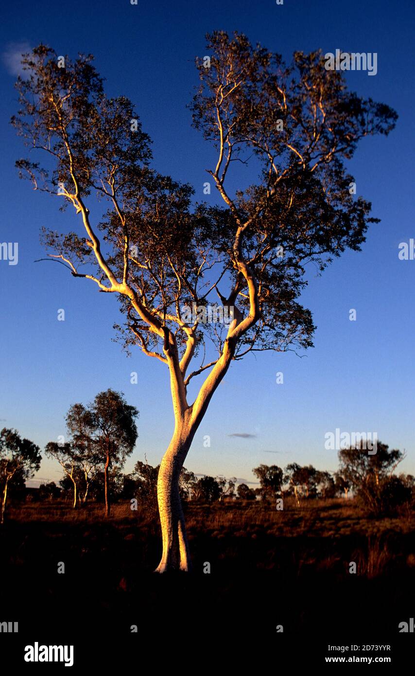 Eucalyptus Gum Tree, Pilbara, Northwest Australia Stock Photo - Alamy