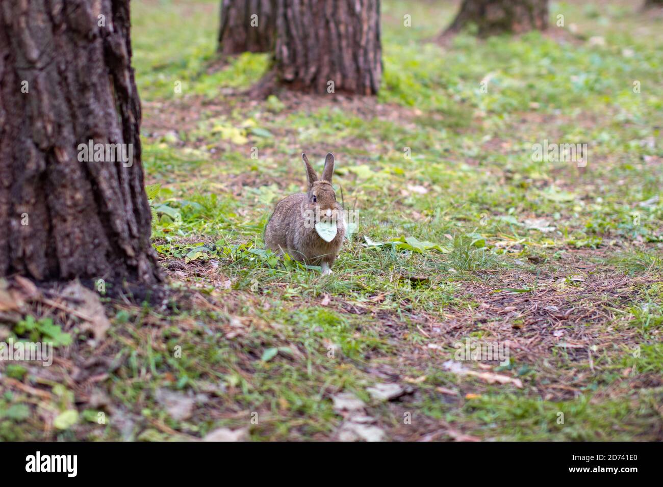 Baby bunny and forest hi-res stock photography and images - Alamy