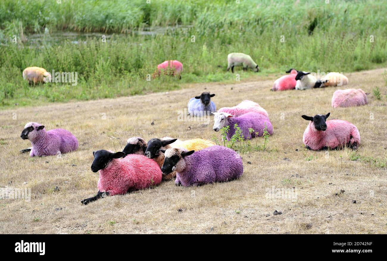 Multi-coloured sheep at the Latitude festival in Suffolk Stock Photo ...