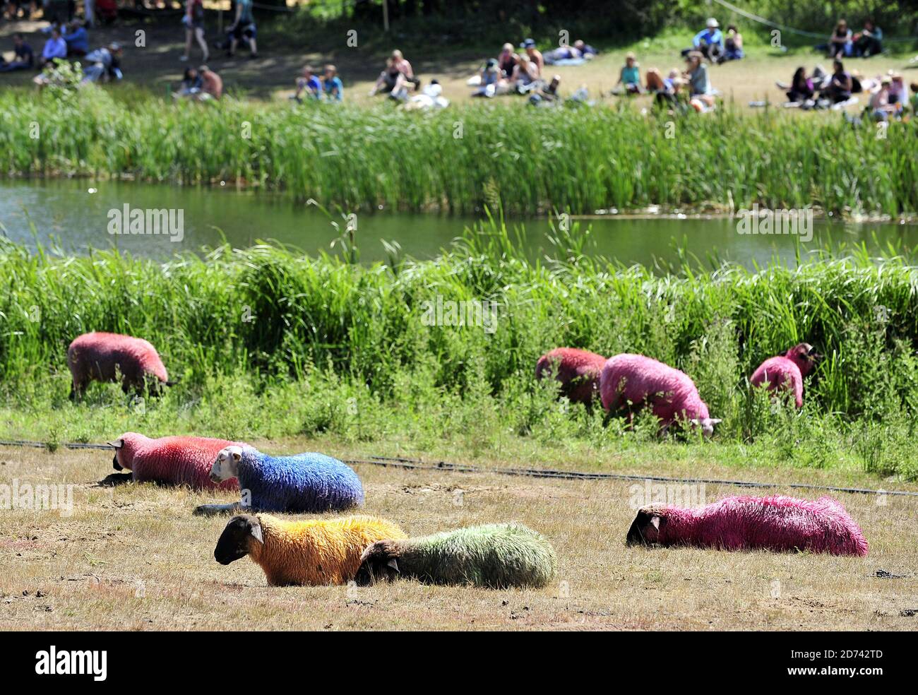 Painted sheep by the lake on the second day of the Latitude festival in ...