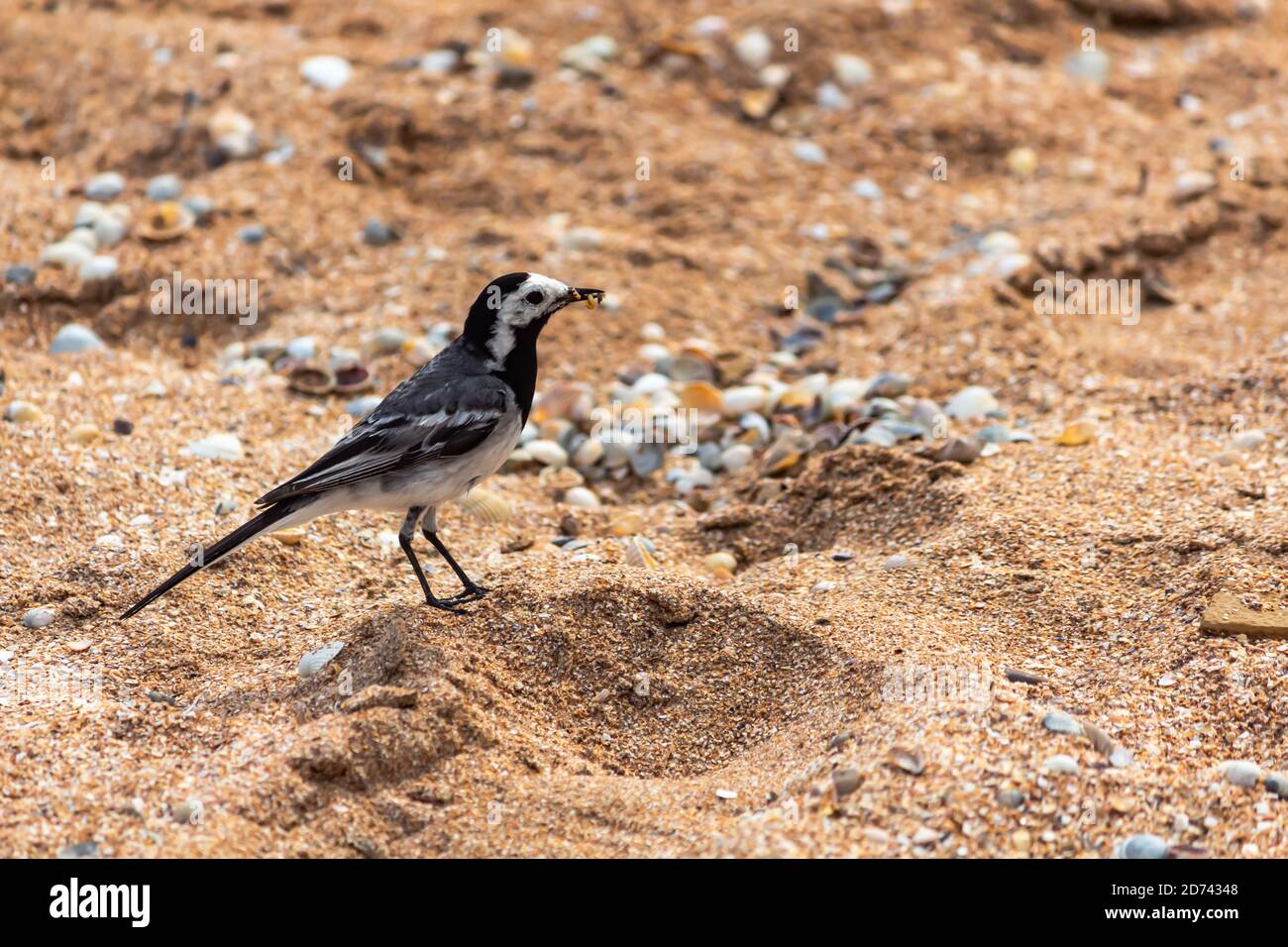 Dynamic coastal birdwatching hi-res stock photography and images - Alamy