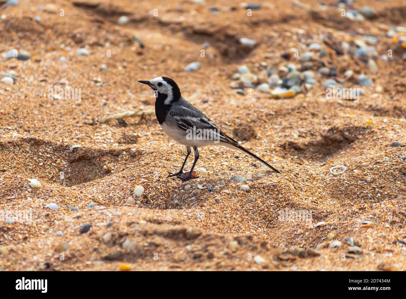 African wagtail bird hi-res stock photography and images - Alamy