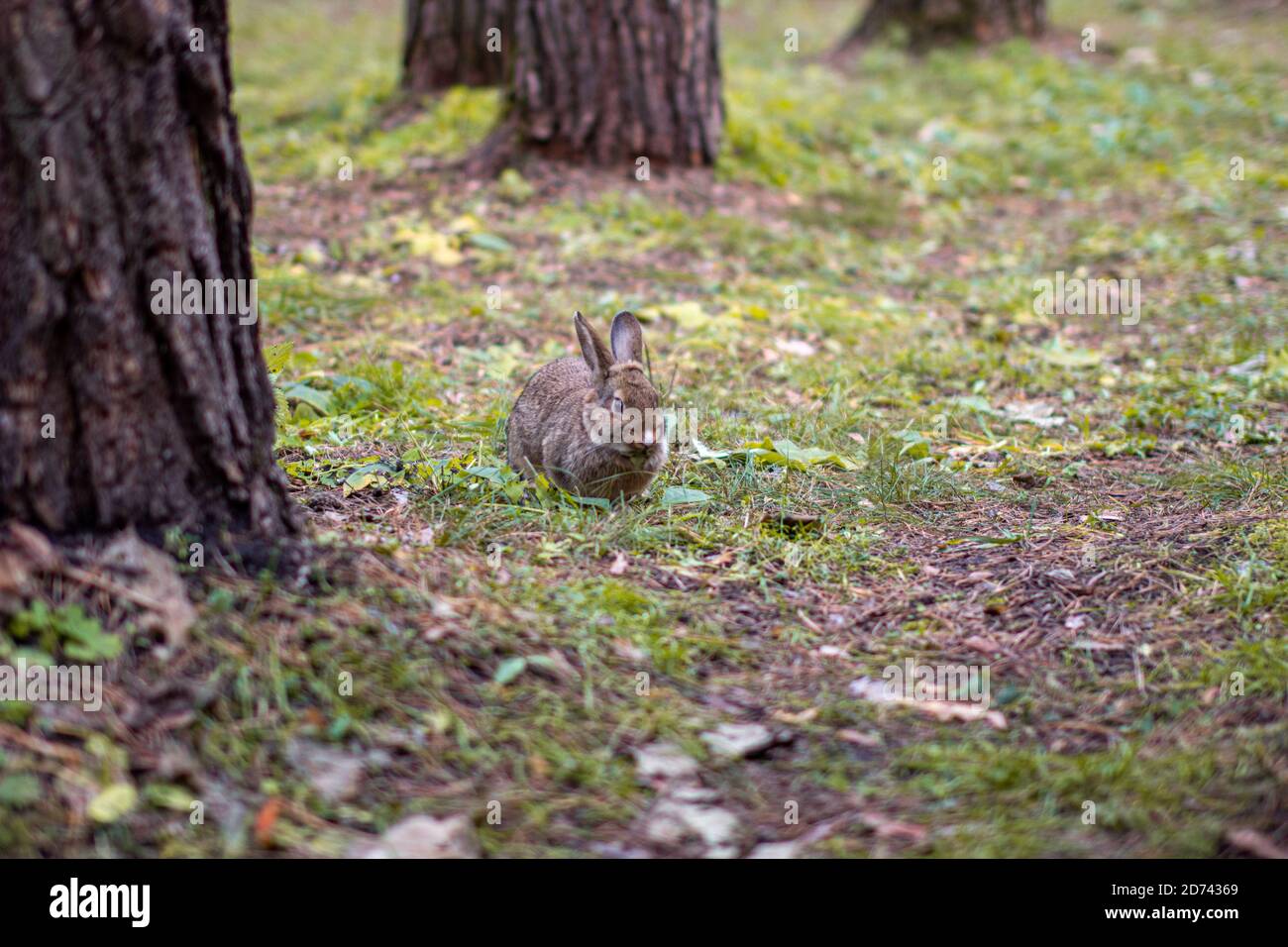 Baby bunny and forest hi-res stock photography and images - Alamy