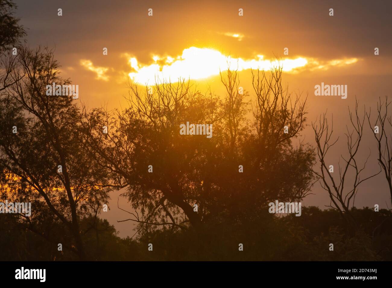 sunset over trees Stock Photo - Alamy
