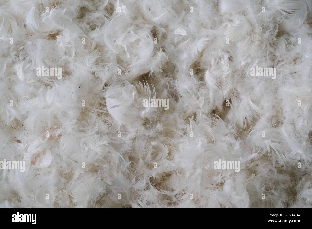 Plucked goose hi-res stock photography and images - Alamy