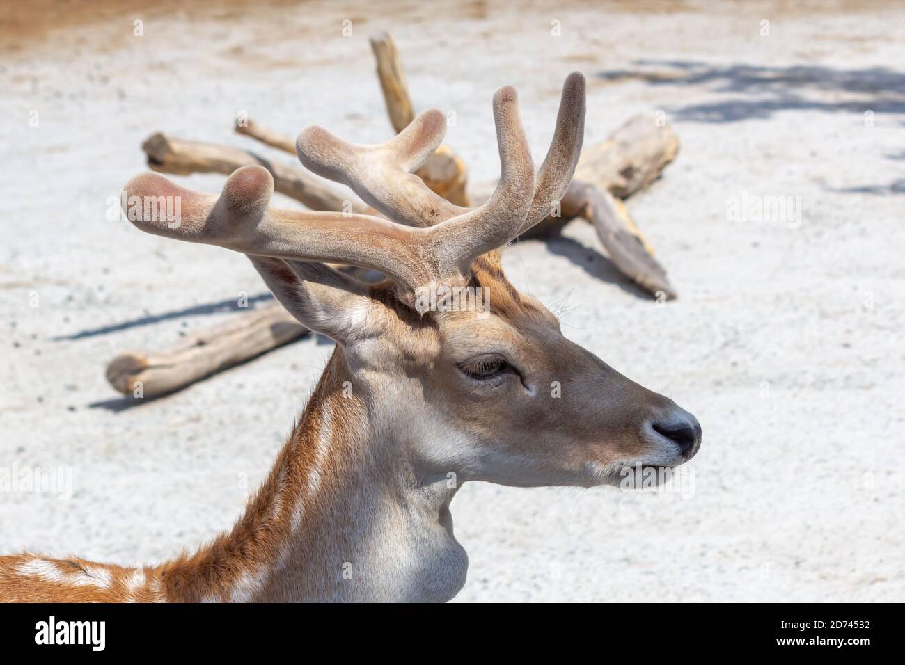 young doe head close-up Stock Photo - Alamy
