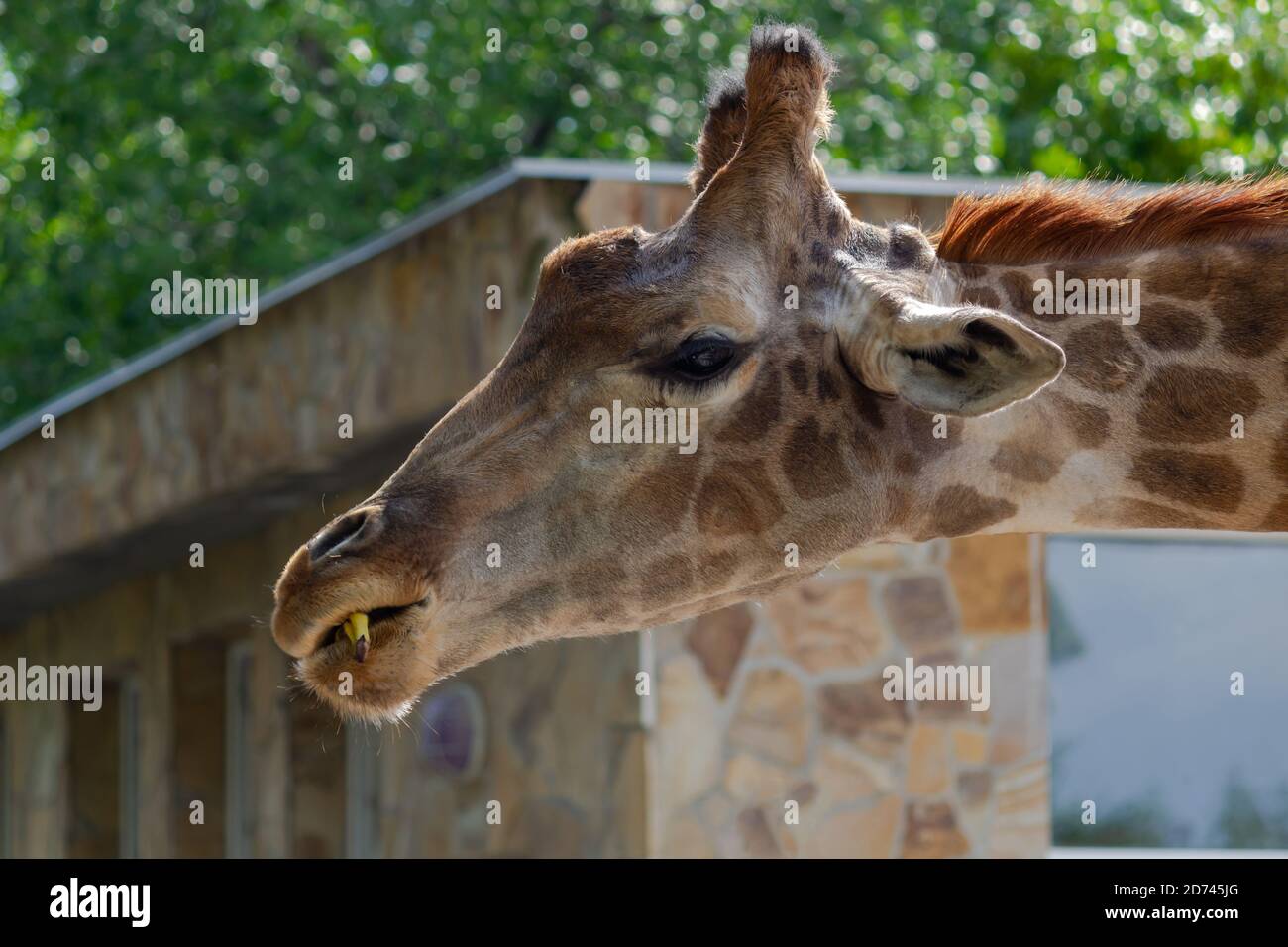 Giraffe eats banana Stock Photo - Alamy