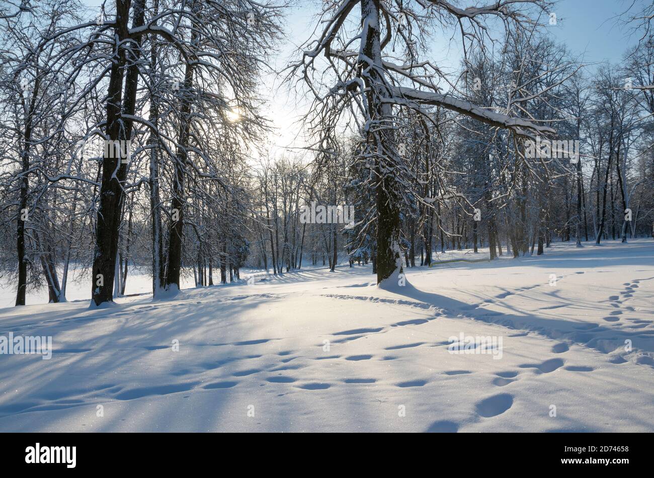 Sunny winter landscape with trees in park Stock Photo - Alamy