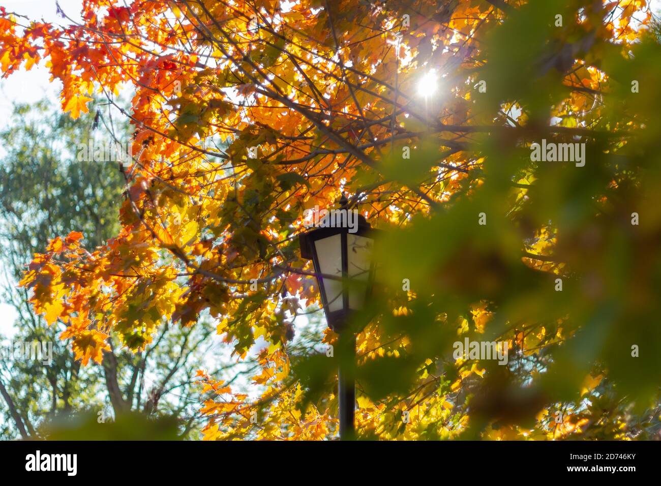 autumn leaves around the street lamp Stock Photo - Alamy