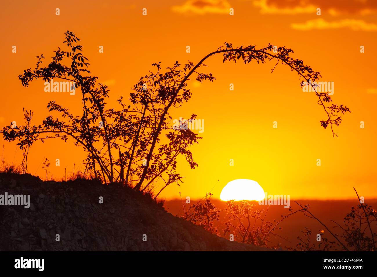 grass in the background of the setting sun Stock Photo - Alamy