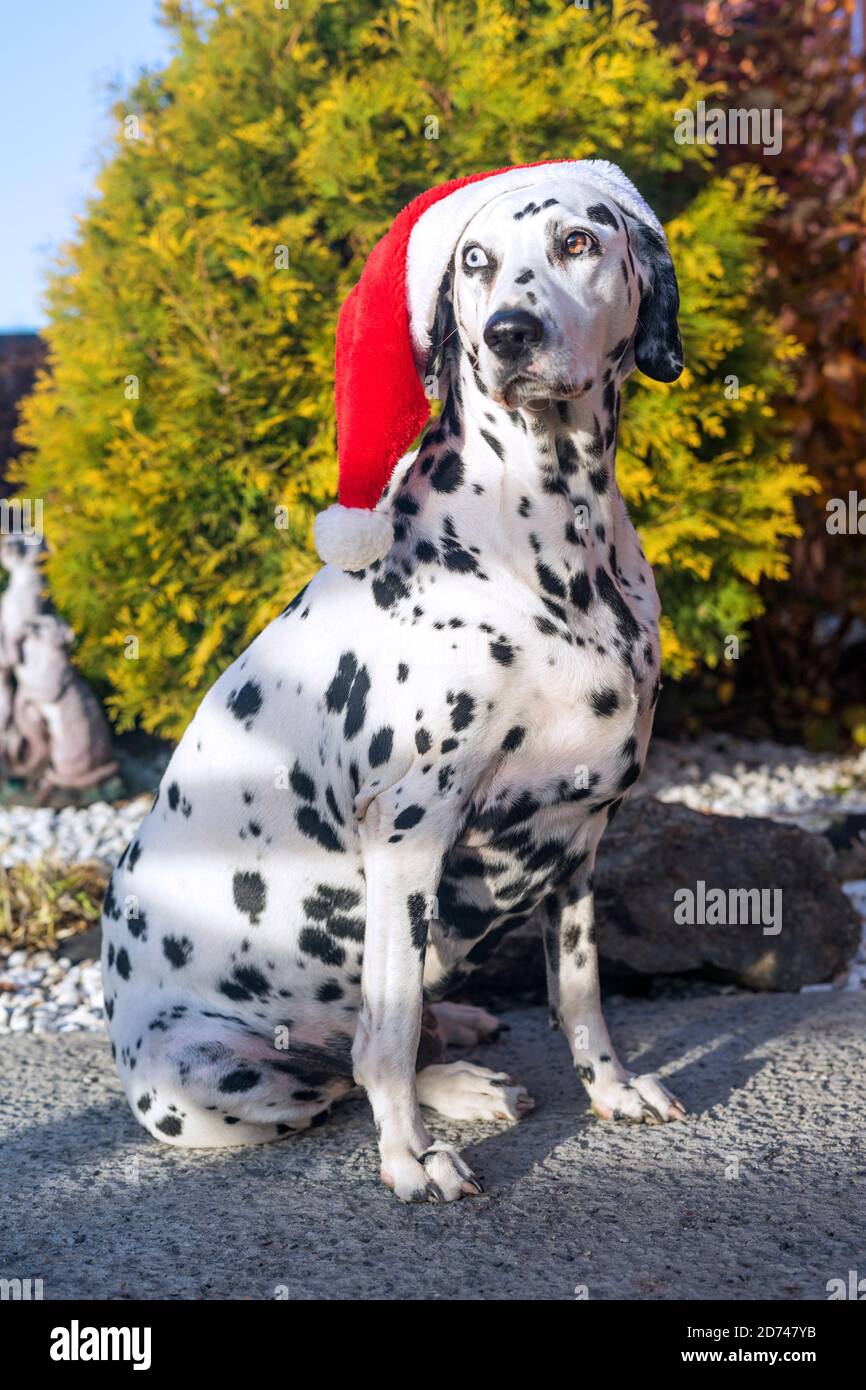 Mottled dog hi-res stock photography and images - Alamy