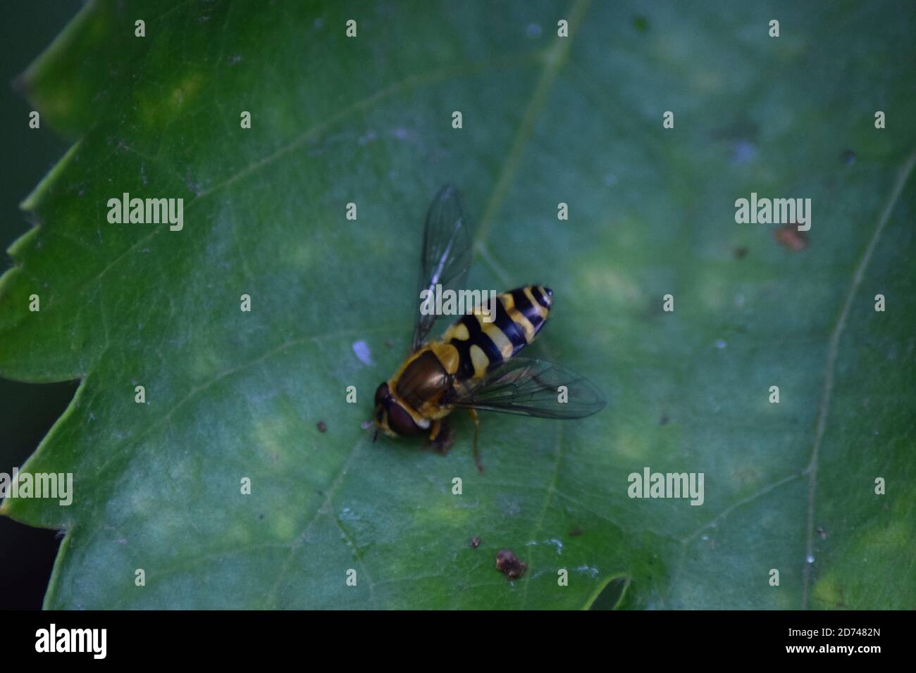 wasp taking a rest Stock Photo - Alamy