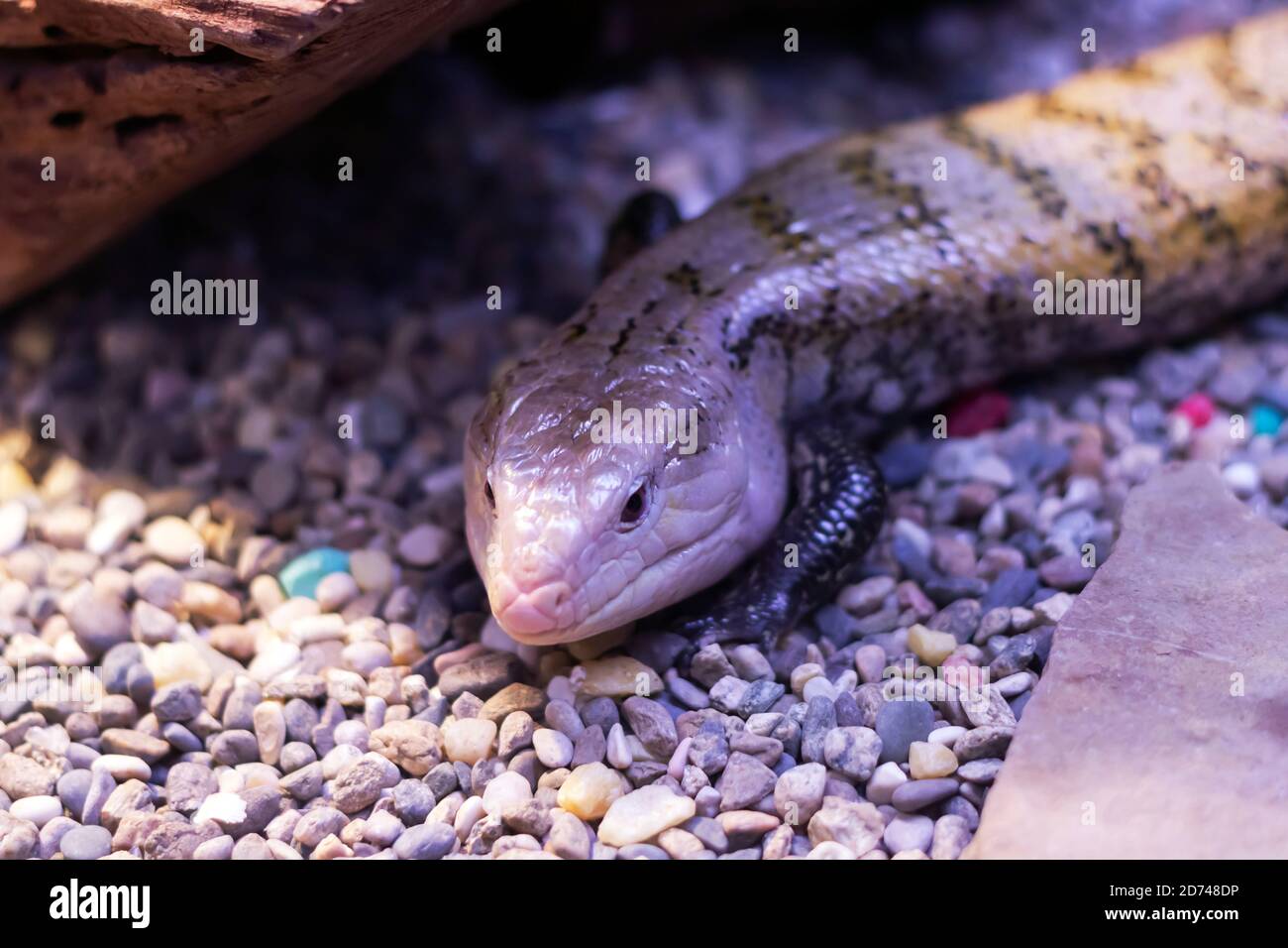 beige lizard in terrarium Stock Photo - Alamy