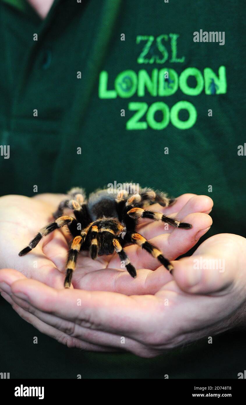 Zoo keeper Mark Tansley, pictured with a Tarantula spider, takes part ...