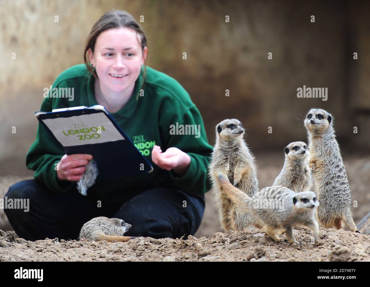 Zoo keeper Angela Ryan, pictured with Meerkats, takes part in London ...