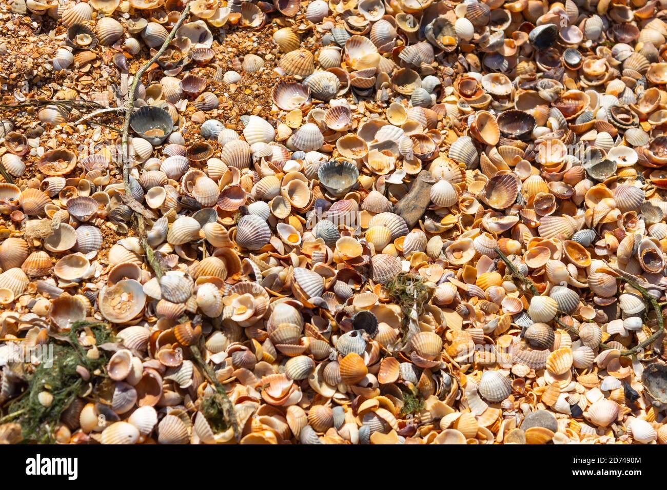 lots of little shells Stock Photo - Alamy