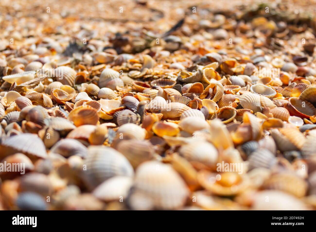 lots of little shells Stock Photo - Alamy