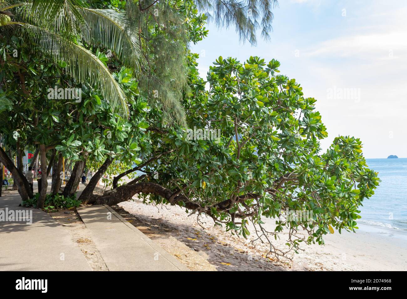 tropical tree on the sandy shore of the azure sea Stock Photo - Alamy