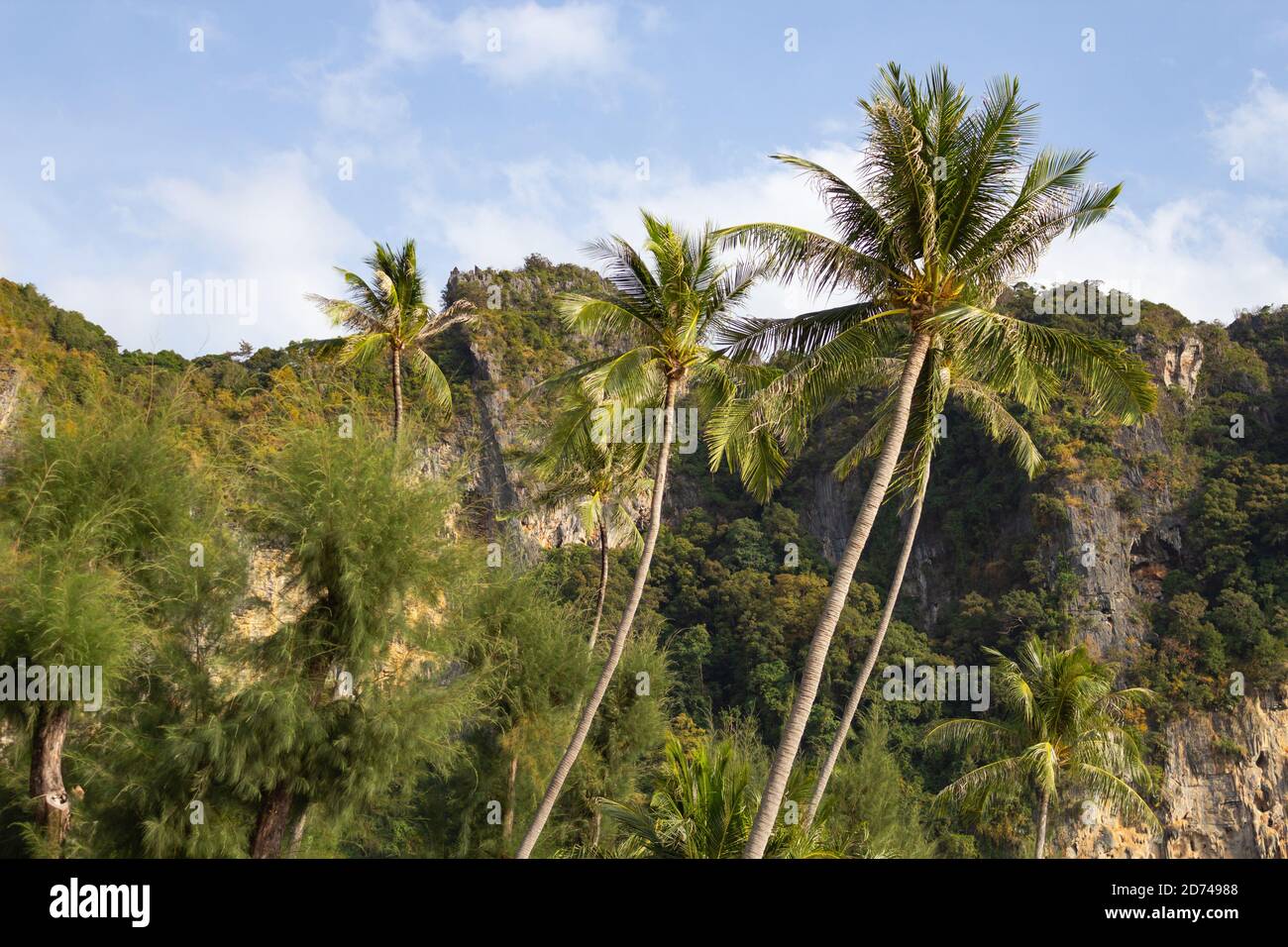tree-covered mountains and palm trees Stock Photo - Alamy
