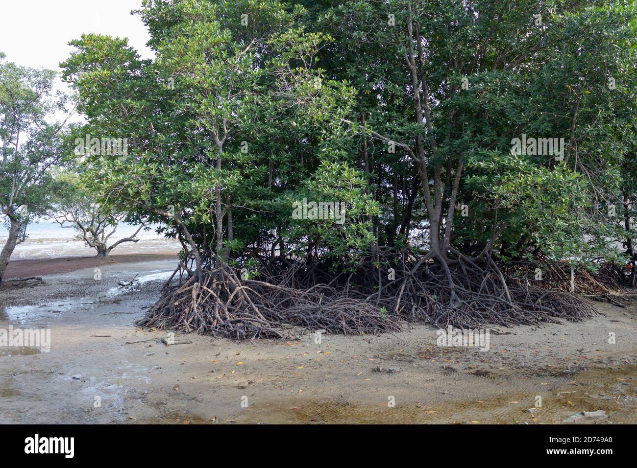 Landscape sunset mangrove trees hi-res stock photography and images - Alamy