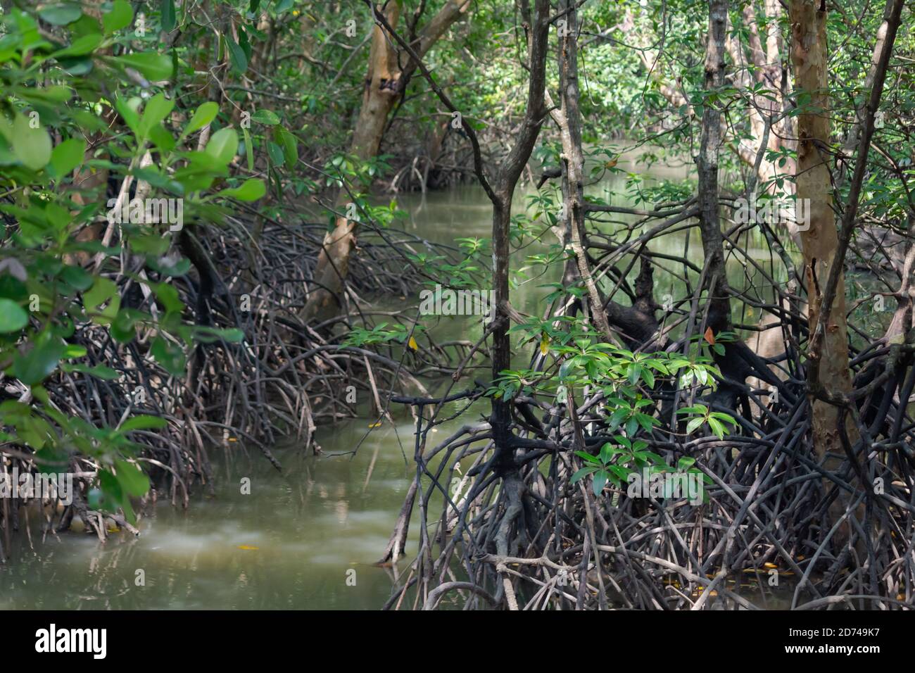 Tree mangrove ancient hi-res stock photography and images - Alamy