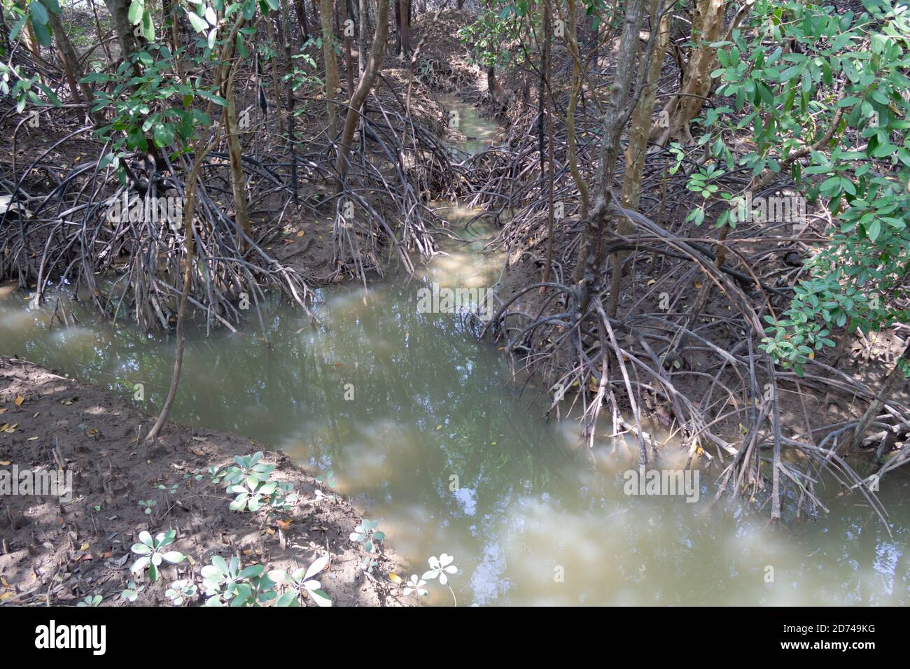 Tree mangrove ancient hi-res stock photography and images - Alamy