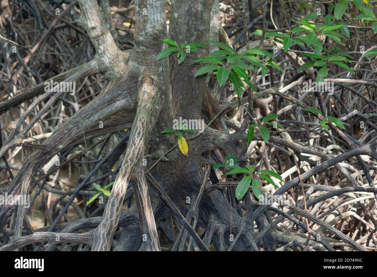 roots of mangrove trees in mangrove forest Stock Photo - Alamy
