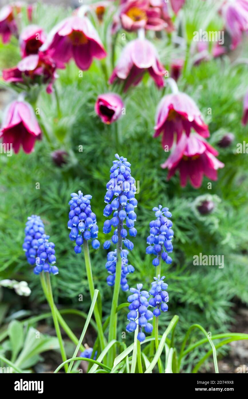 Spring garden flowers muscari pasque flower pulsatilla vulgaris hi-res ...